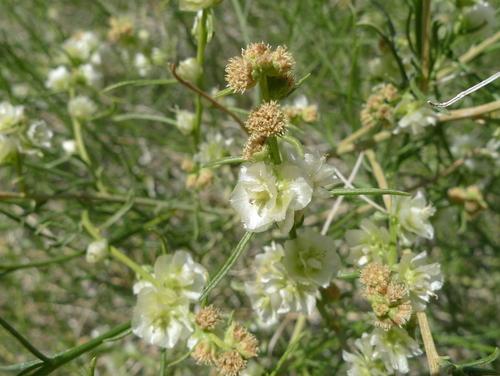 Common burrobrush (Ambrosia salsola) Care Guide: Pests, Diseases ...