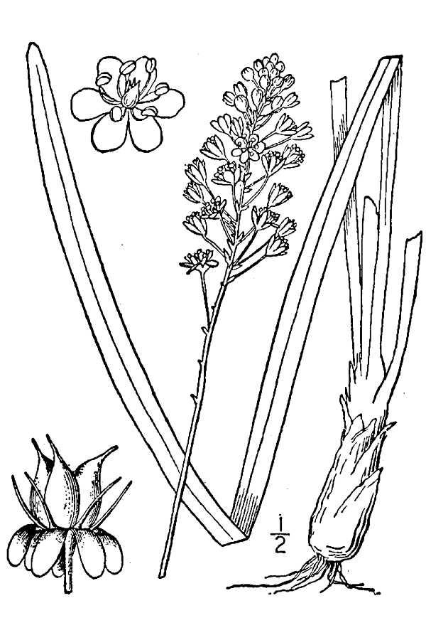 Fly poison (Amianthium muscitoxicum) Care Guide: Pests, Diseases ...