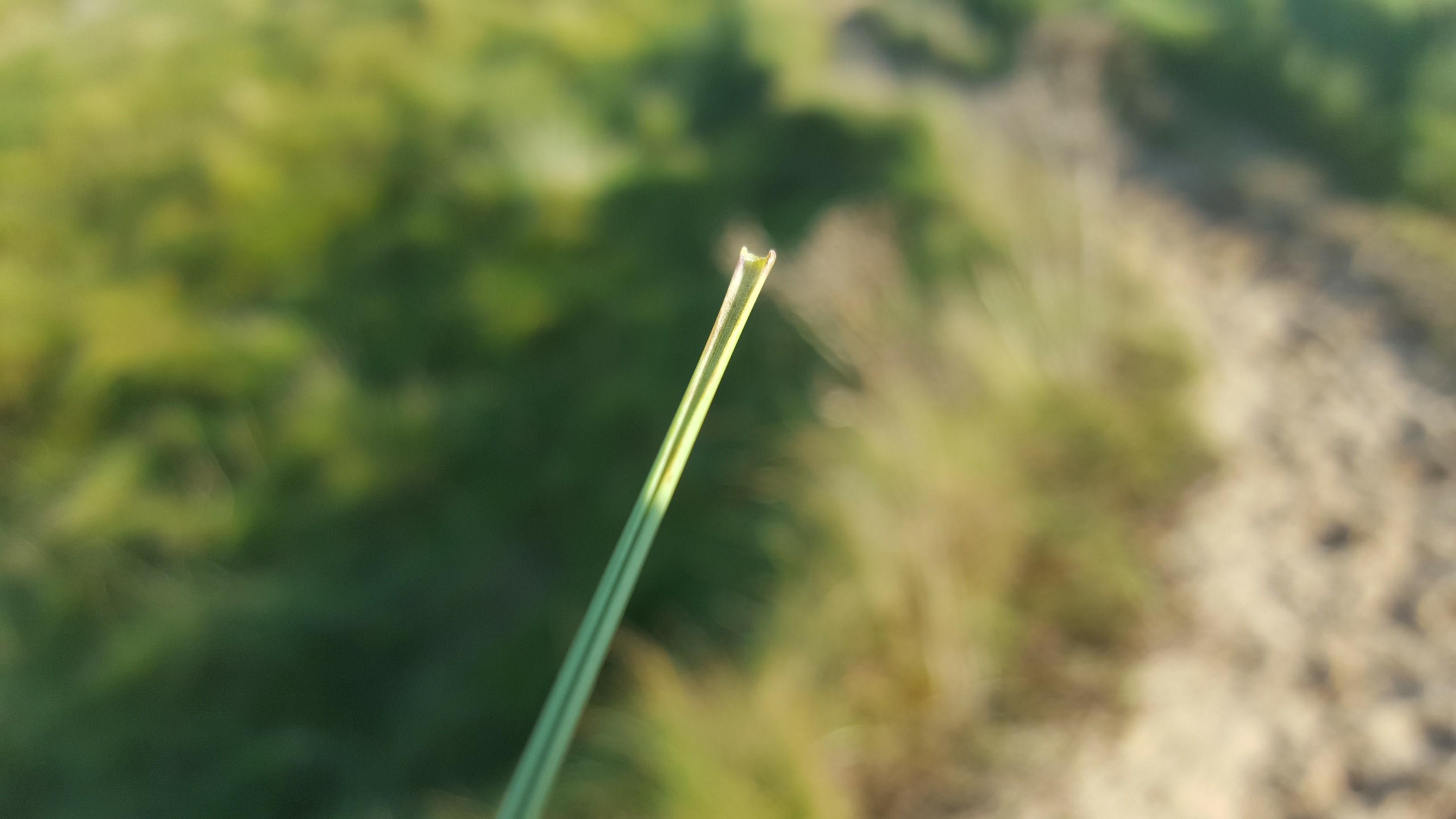 European beach grass (Ammophila arenaria) Care Guide: Pests, Diseases ...