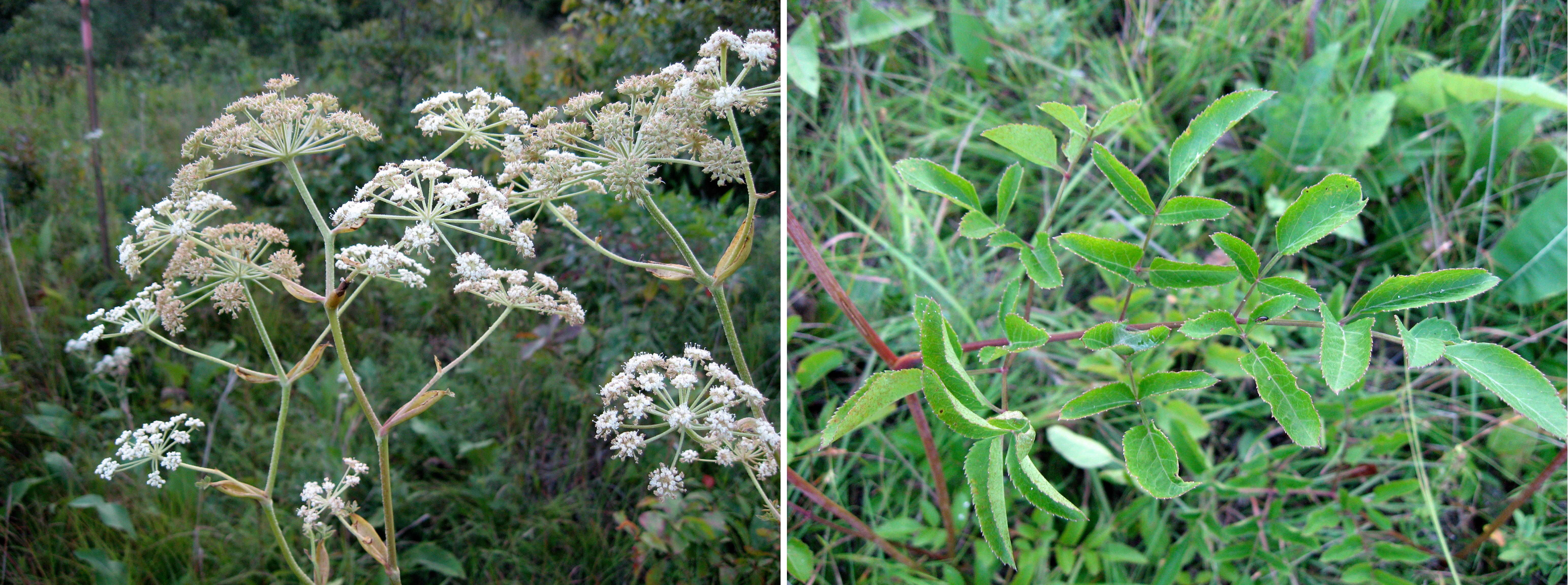 Hairy angelica (Angelica venenosa) Care Guide: Pests, Diseases ...