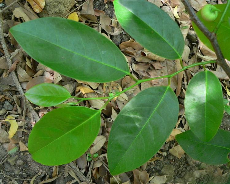 Pond Apple (Annona glabra) Care Guide: Pests, Diseases, Watering ...