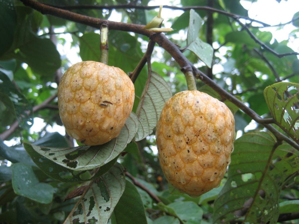 The Wild custard apple Plant Advantage: Maximizing Home and Office ...