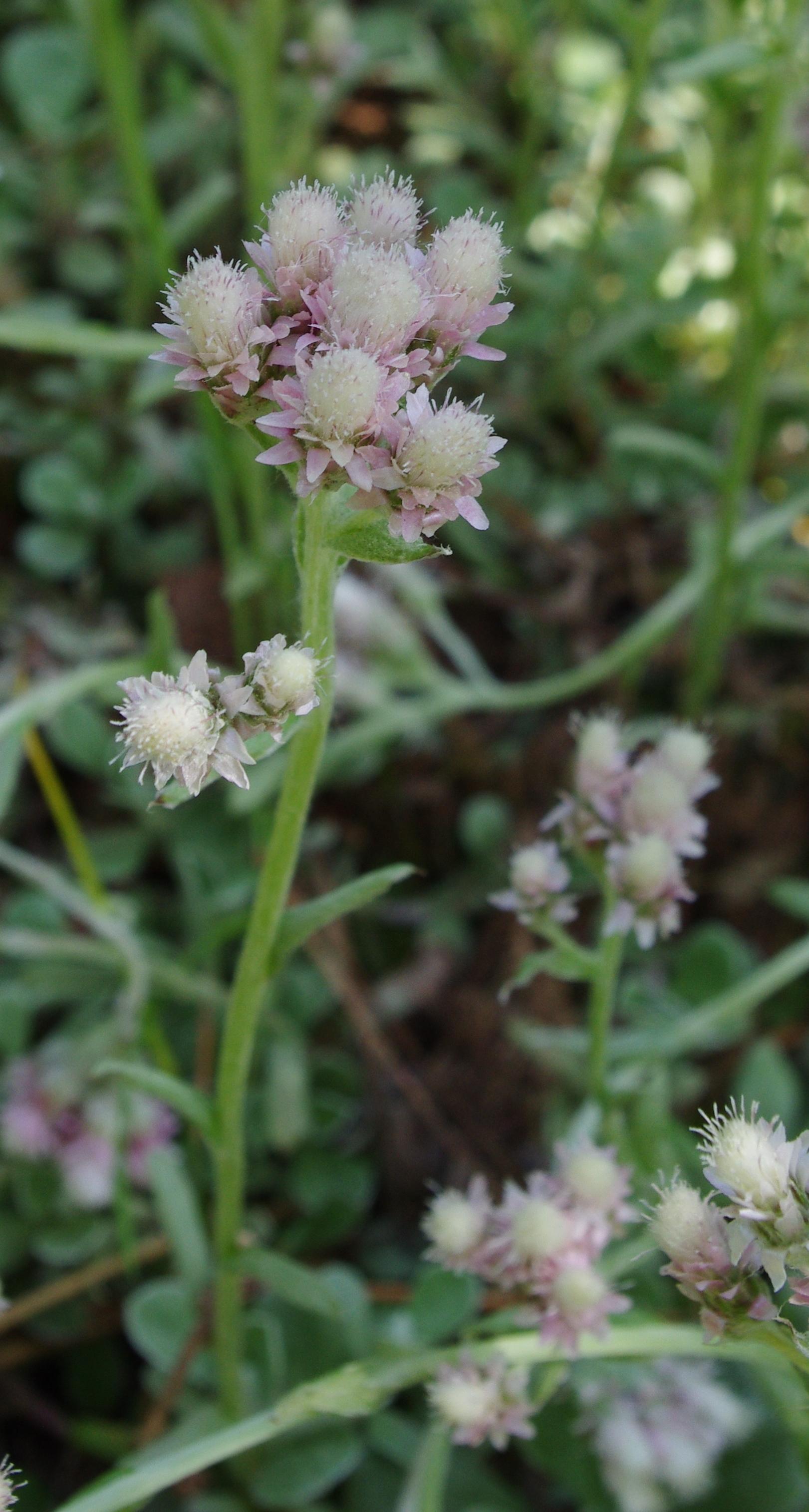 Field Pussytoes Antennaria Neglecta Care Guide Pests Diseases field-pussytoes-antennaria-neglecta-care-guide-pests-diseases
