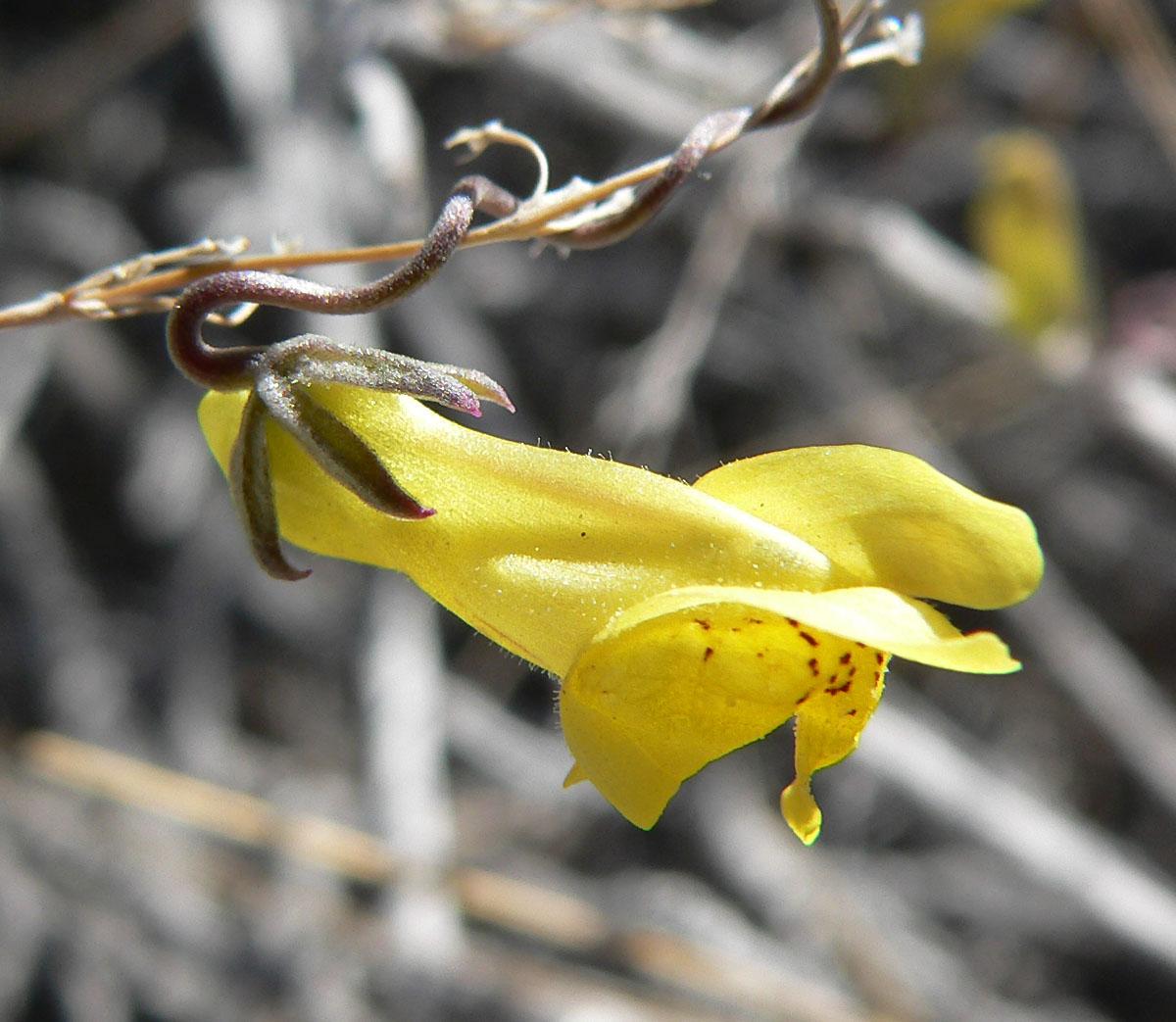 Yellow twining snapdragon (Antirrhinum filipes) Care Guide: Pests ...
