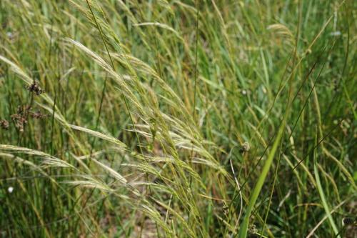 Dense silky-bent (Apera interrupta) Care Guide: Pests, Diseases ...