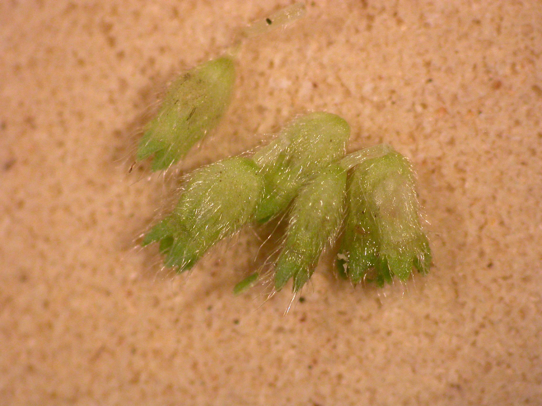 Field parsley piert (Aphanes arvensis) Care Guide: Pests, Diseases ...
