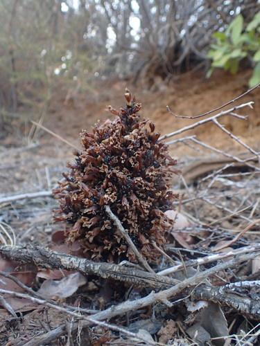 Chaparral broomrape (Aphyllon tuberosum) Care Guide: Pests, Diseases ...