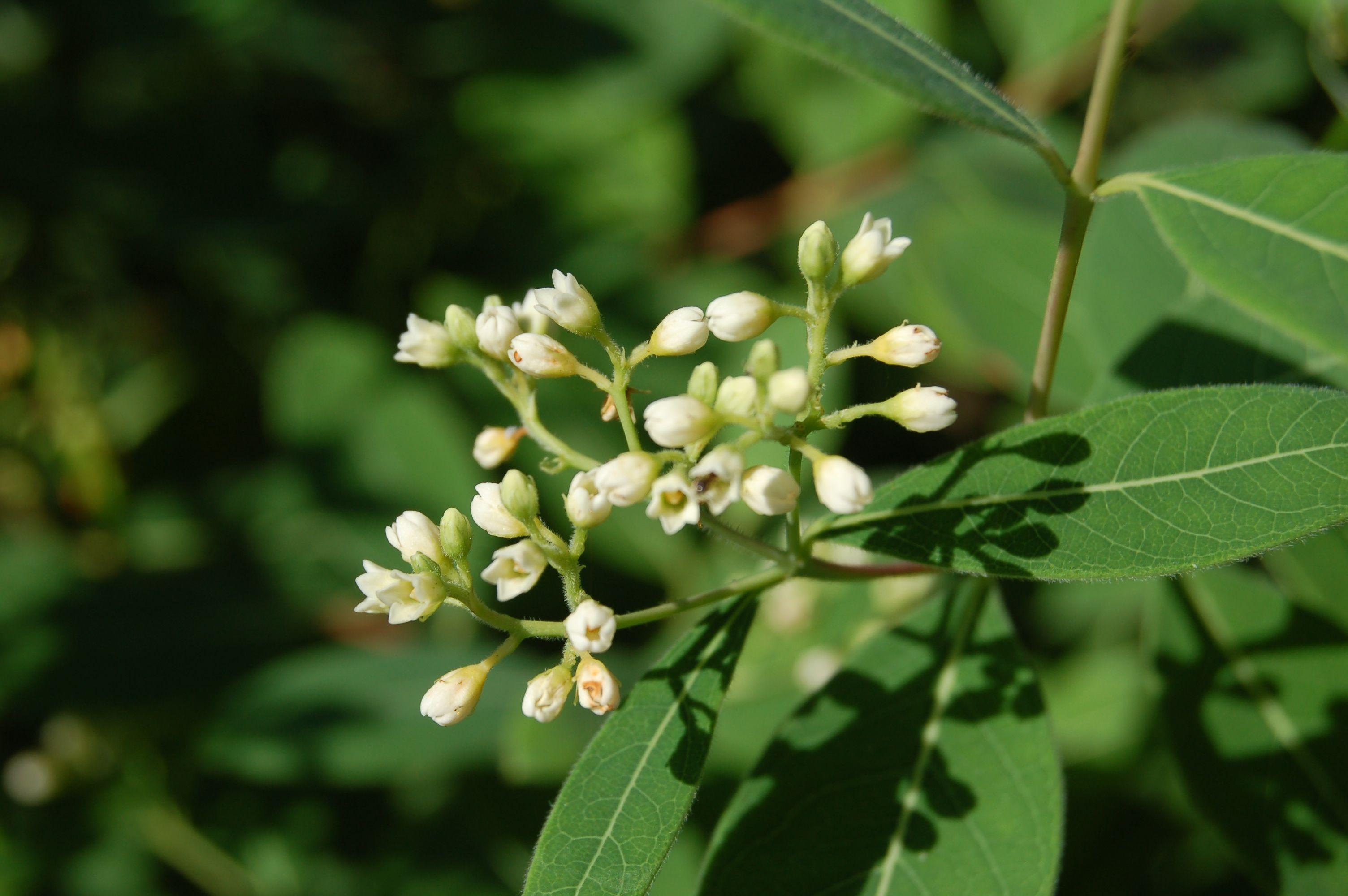 Indian hemp (Apocynum) (Apocynum) Care Guide: Pests, Diseases, Watering ...