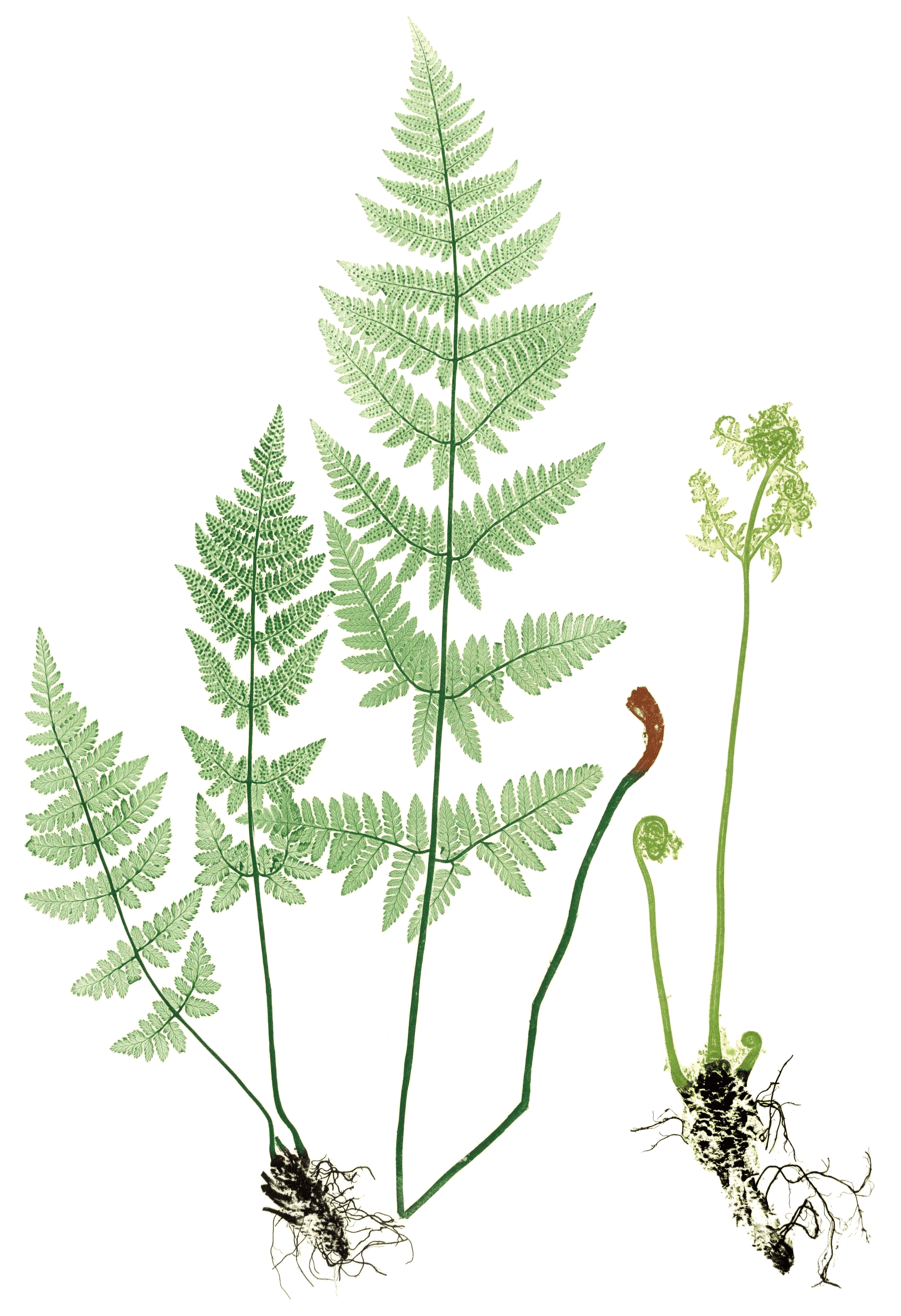 East indian holly fern (Arachniodes simplicior) Care Guide: Pests ...