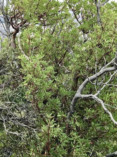 Arizona madrone (Arbutus arizonica) Care Guide: Pests, Diseases ...