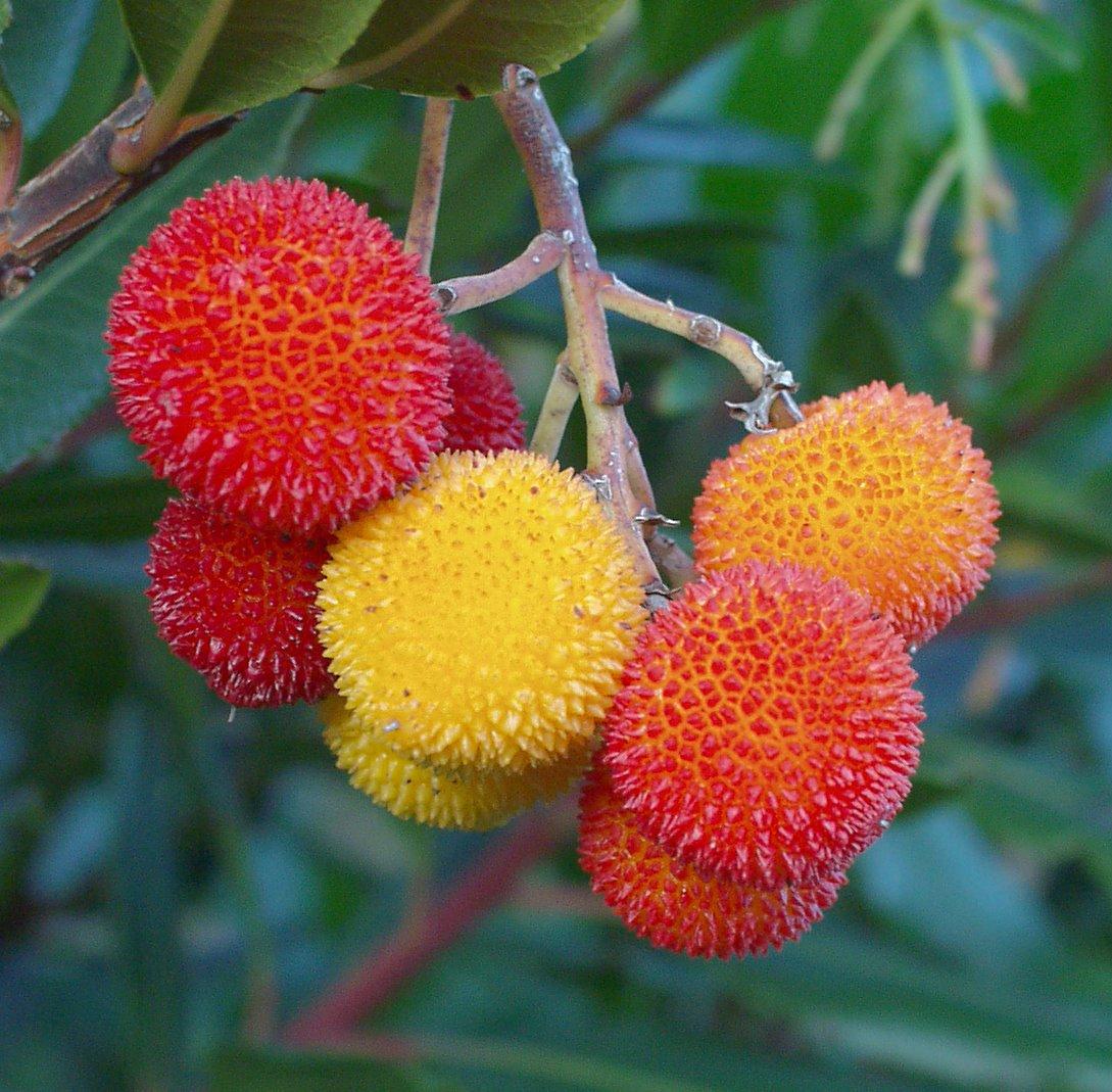 How to Prune Strawberry tree: Complete Pruning Guide | ForwardPlant
