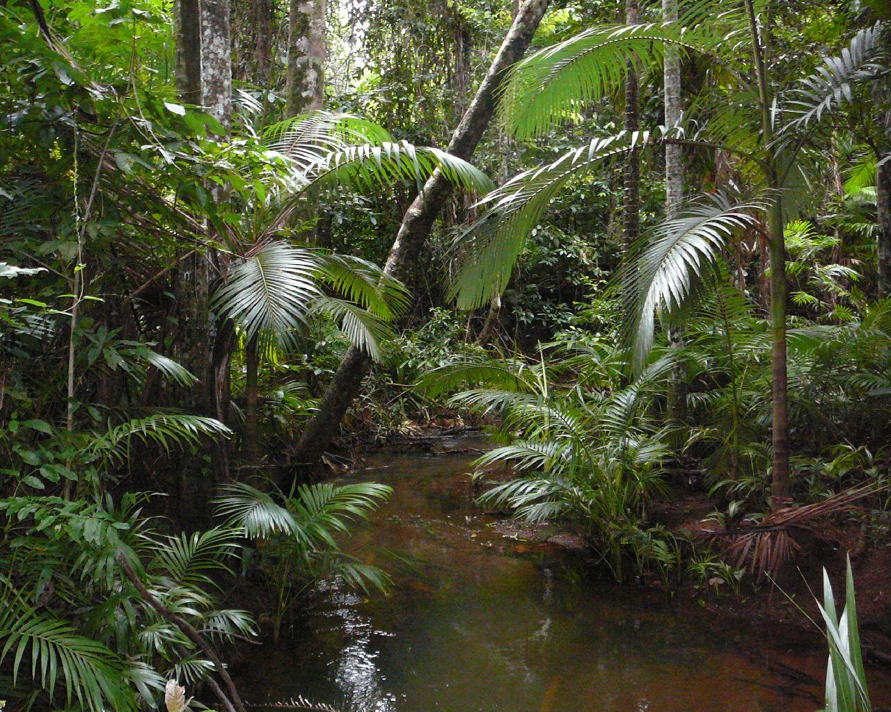 Alexandra Palm (Archontophoenix alexandrae) Care Guide: Pests, Diseases ...