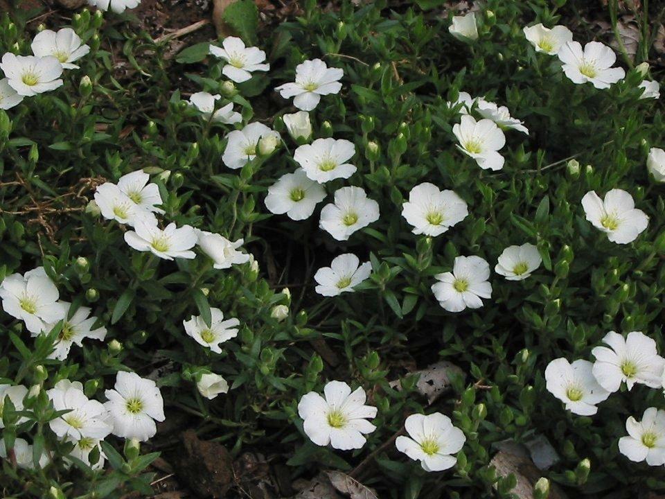 Mountain sandwort (Arenaria montana) Care Guide: Pests, Diseases ...