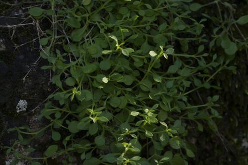How to identify Sandworts (Arenaria) (Arenaria) | PlantJoy