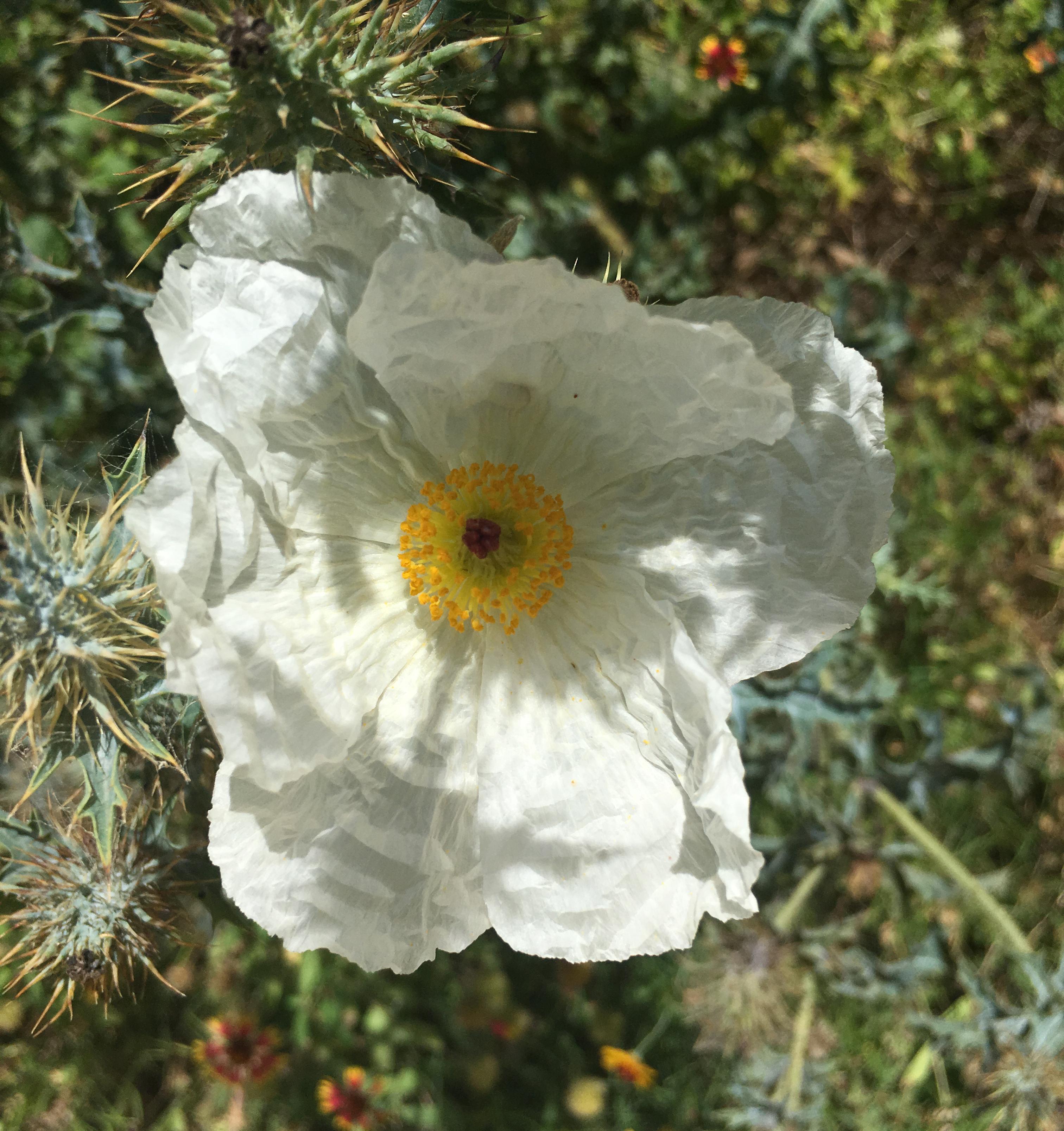 White prickly poppy (Argemone albiflora) Care Guide: Pests, Diseases ...