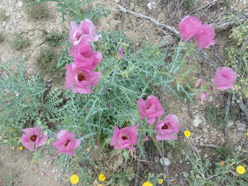 Red pricklypoppy (Argemone sanguinea) Care Guide: Pests, Diseases ...