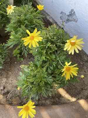 How to Propagate Marguerite daisy: Complete Propagation Guide ...