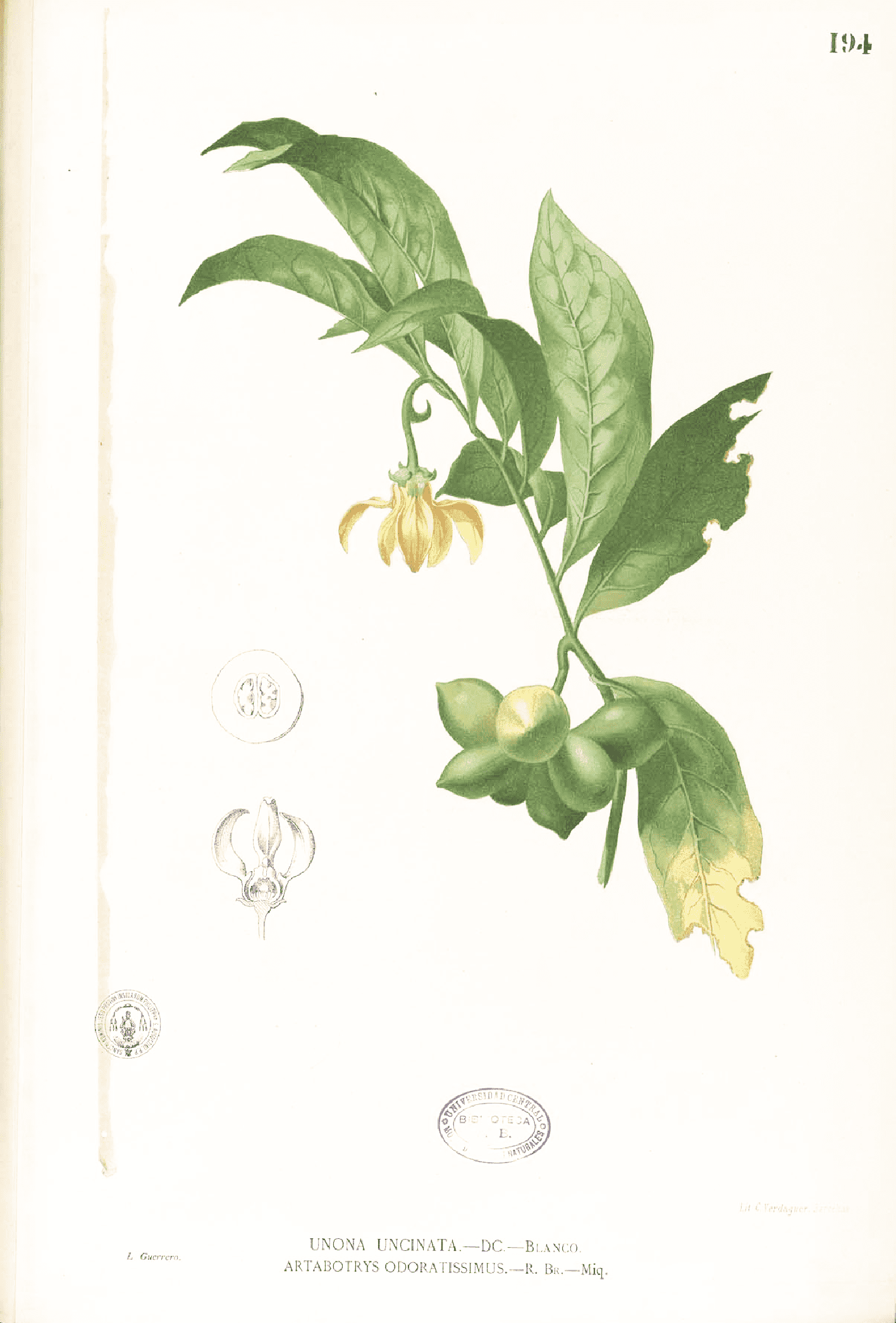 Artabotrys (Artabotrys) (Artabotrys) Care Guide: Pests, Diseases ...