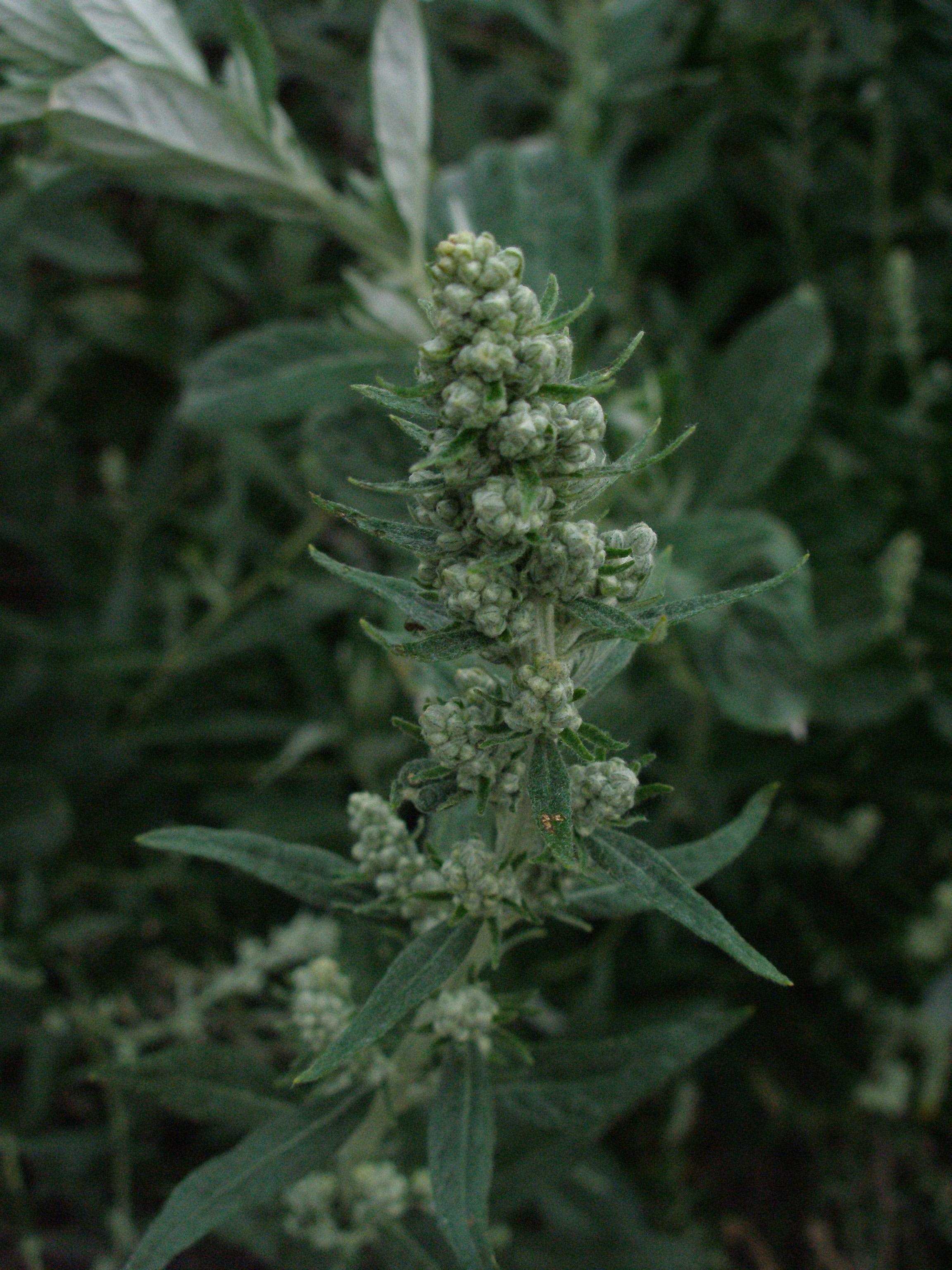 California mugwort (Artemisia douglasiana) Care Guide: Pests, Diseases ...