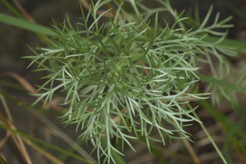 Silver mound (Artemisia schmidtiana) Care Guide: Pests, Diseases ...