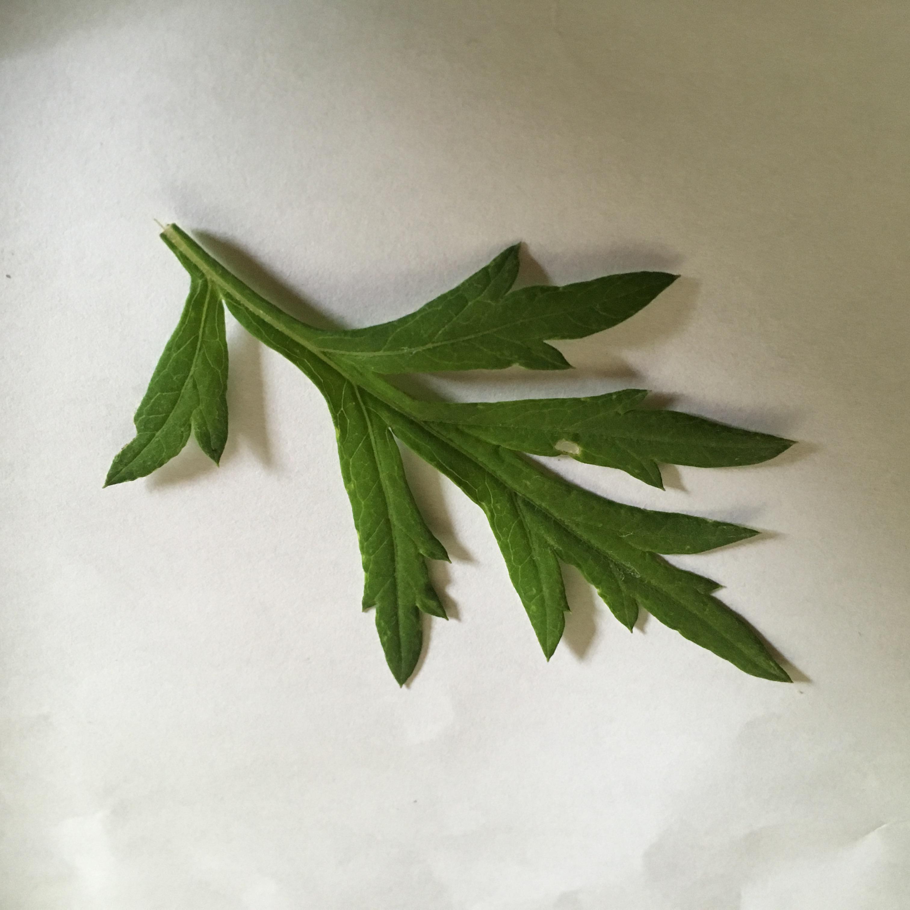 Chinese mugwort (Artemisia selengensis) Care Guide: Pests, Diseases ...