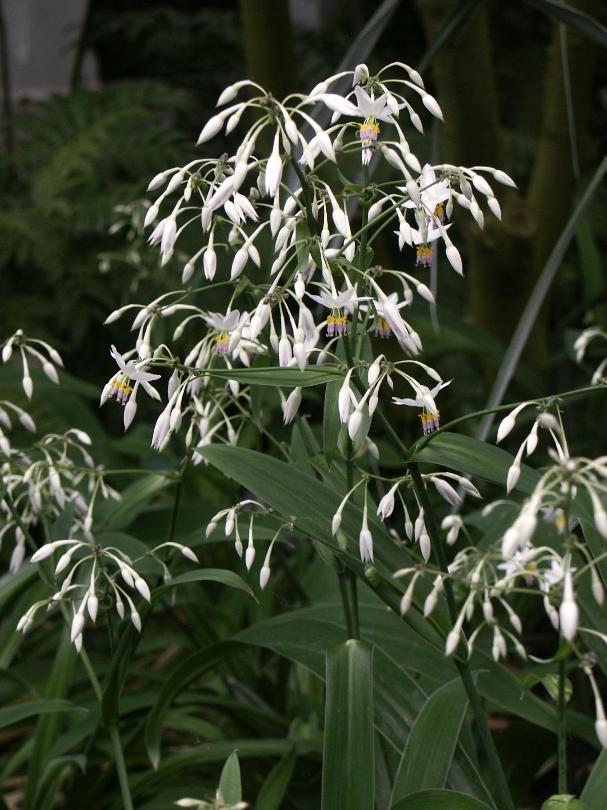 Rock lily (Arthropodium) (Arthropodium) Care Guide: Pests, Diseases ...