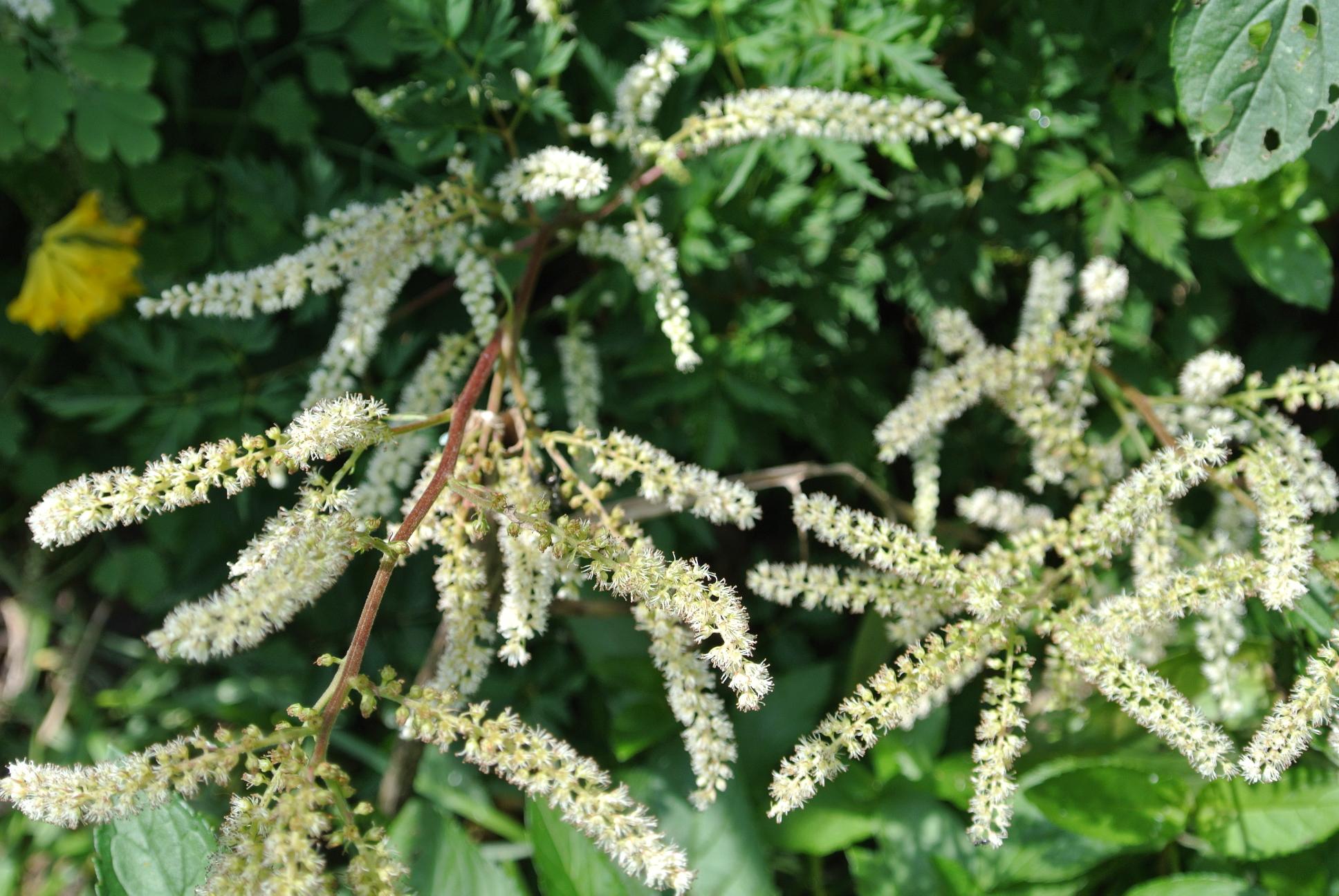Aruncus (Aruncus) (Aruncus) Care Guide: Pests, Diseases, Watering ...