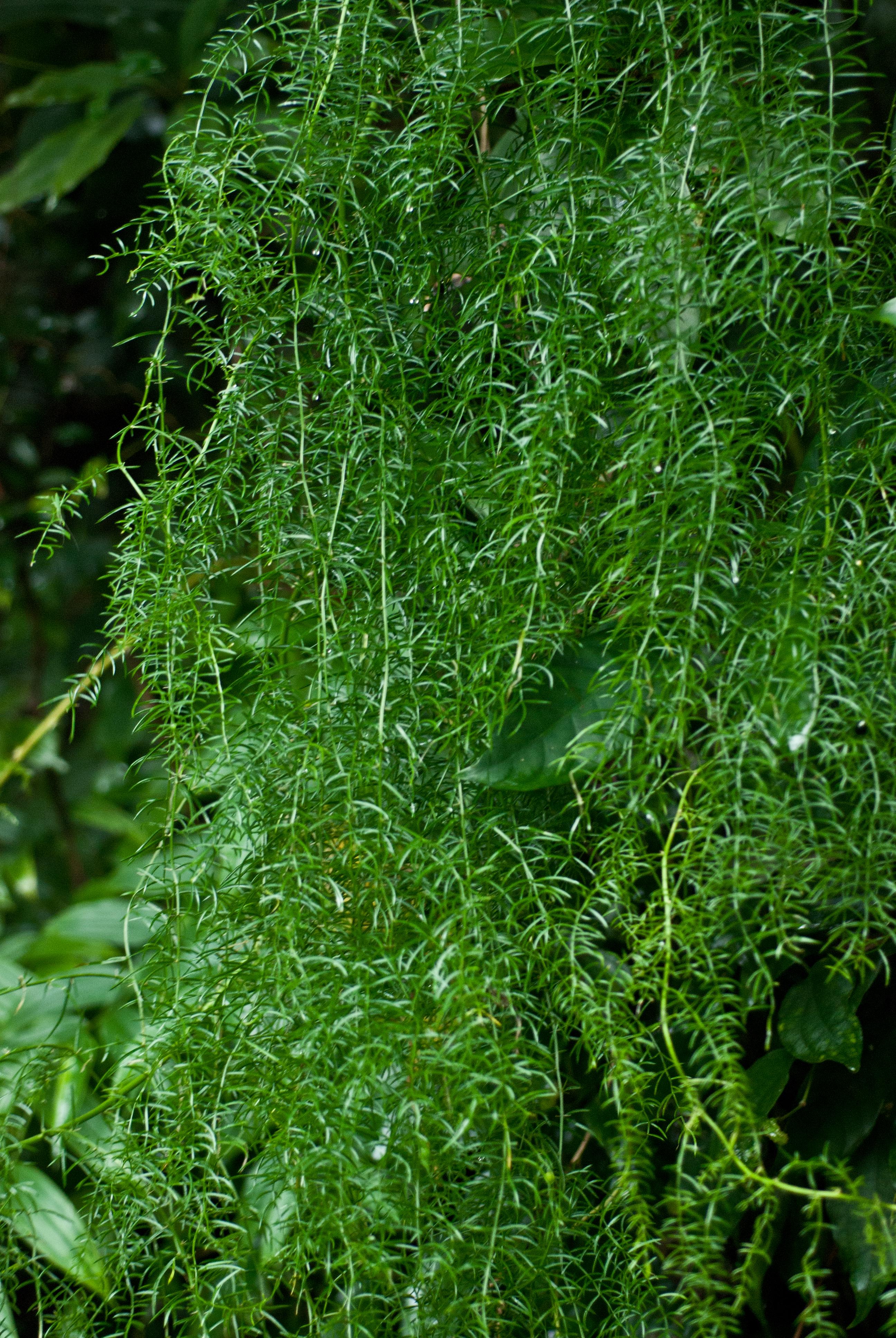 Wild asparagus (Asparagus cochinchinensis) Care Guide: Pests, Diseases ...