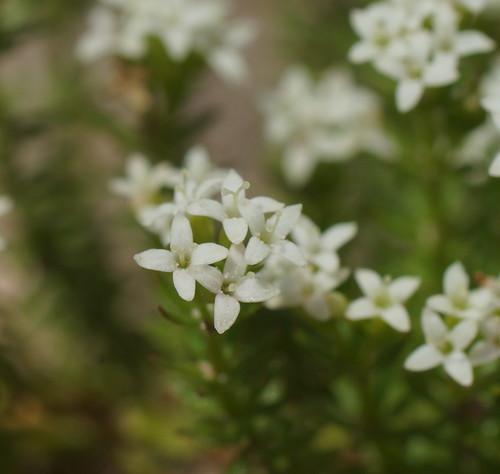 Asperula (Asperula) (Asperula) Care Guide: Pests, Diseases, Watering ...