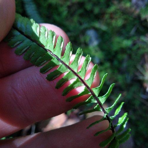 Single-sorus spleenwort (Asplenium monanthes) Care Guide: Pests ...