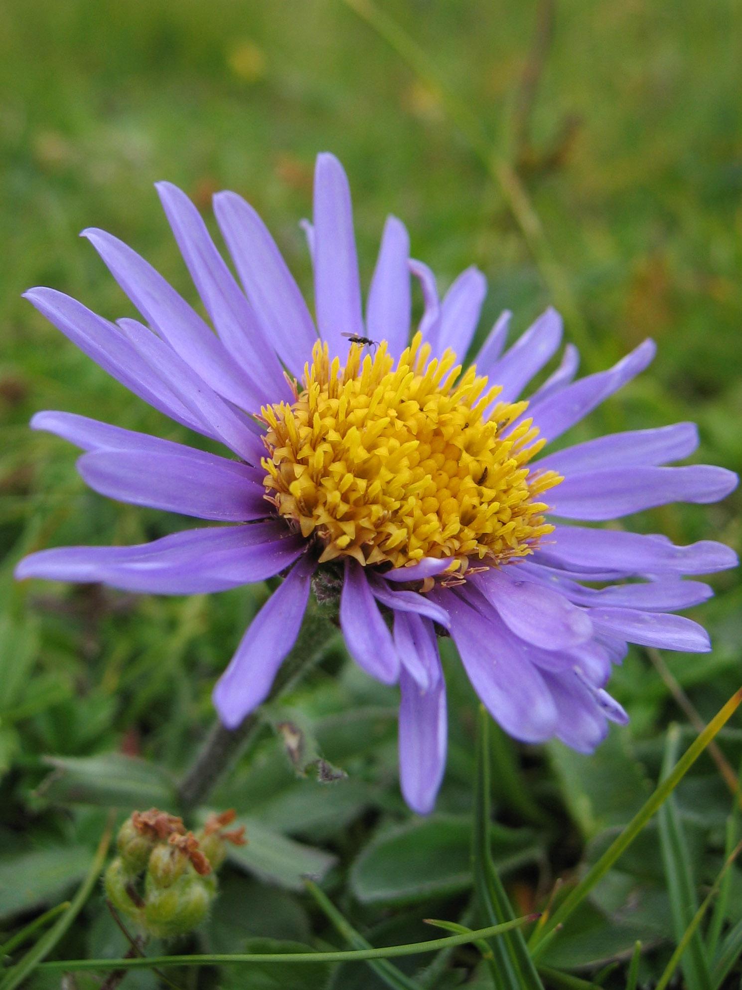 Alpine aster (Aster alpinus) Care Guide: Pests, Diseases, Watering ...