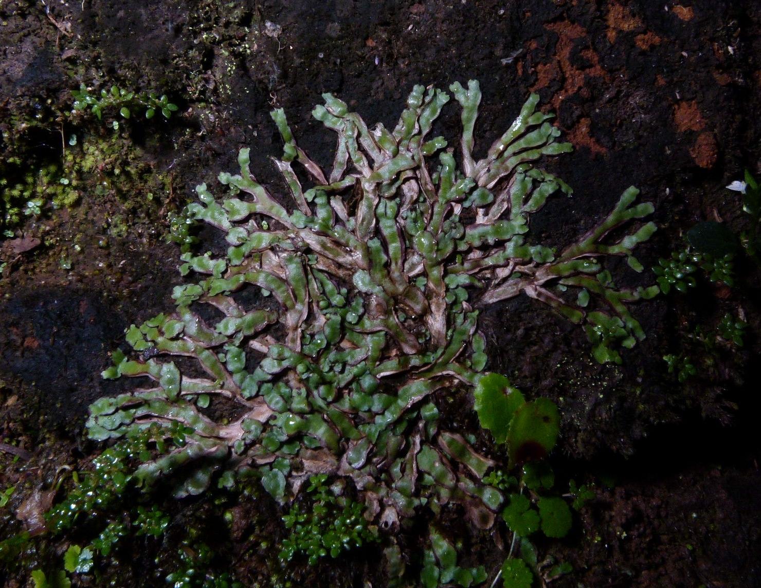 Asterella (Asterella) (Asterella) Care Guide: Pests, Diseases, Watering ...