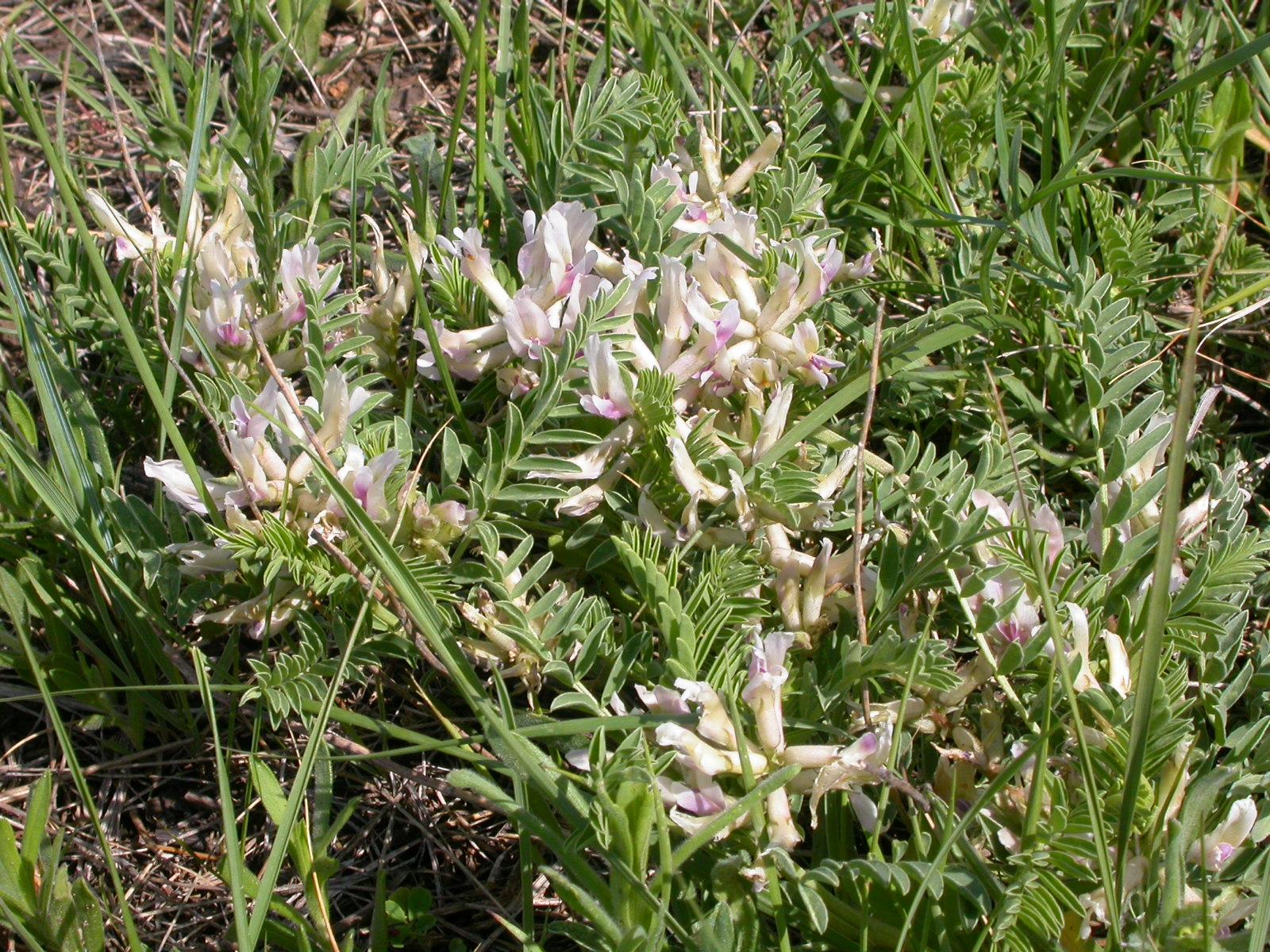 Ground plum (Astragalus crassicarpus) Care Guide: Pests, Diseases ...