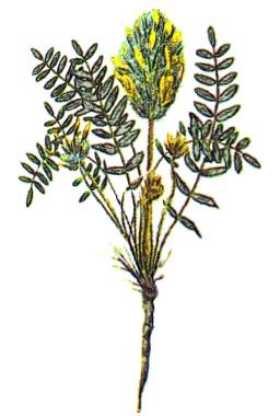 New mexico spiny milkvetch (Astragalus kentrophyta) Care Guide: Pests ...