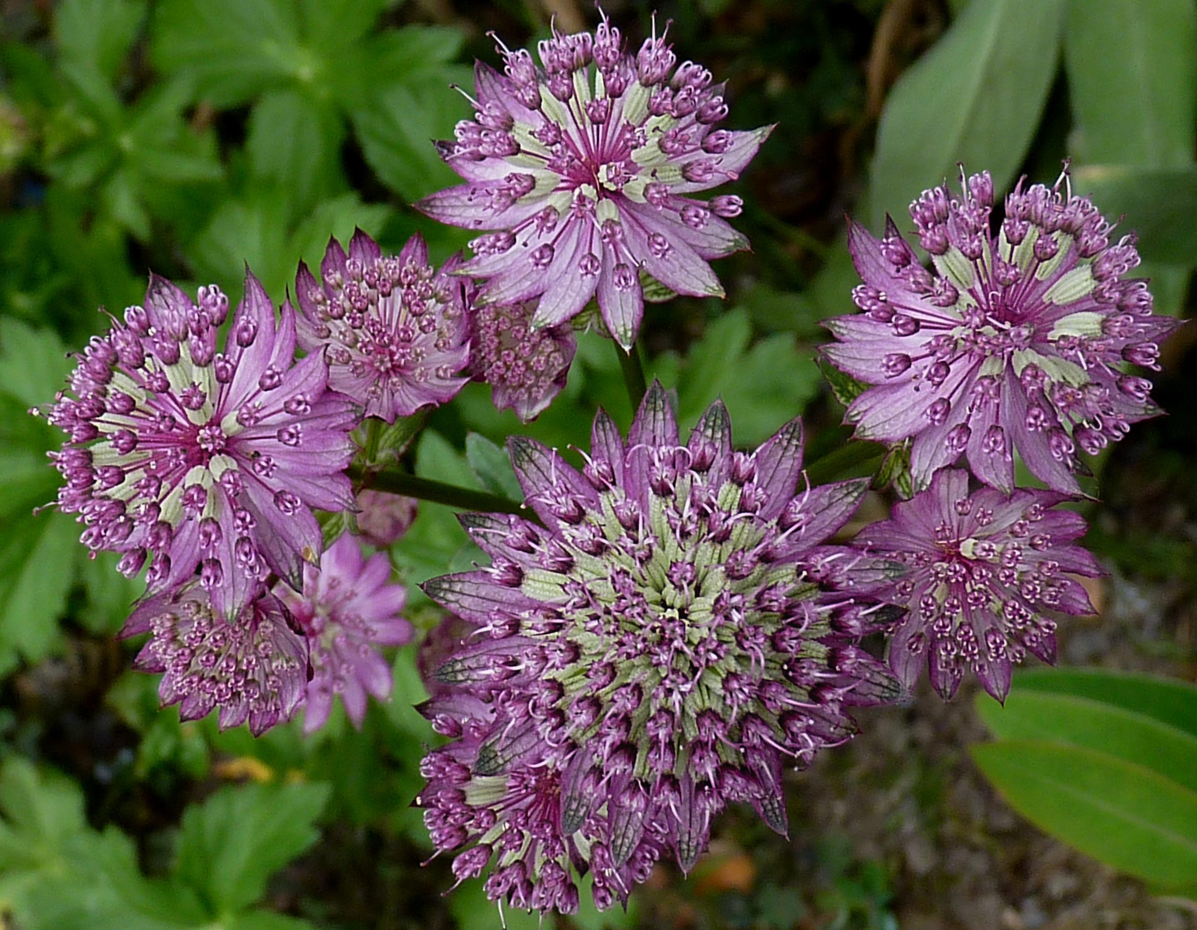 Greater masterwort (Astrantia major) Care Guide: Pests, Diseases ...