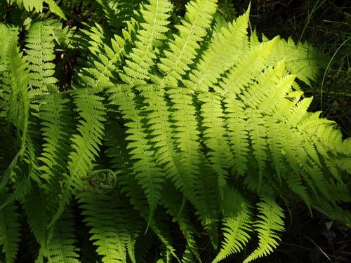 Glandular ladyfern (Athyrium brevifrons) Care Guide: Pests, Diseases ...