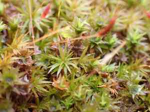 Lesser smoothcap moss (Atrichum angustatum) Care Guide: Pests, Diseases ...