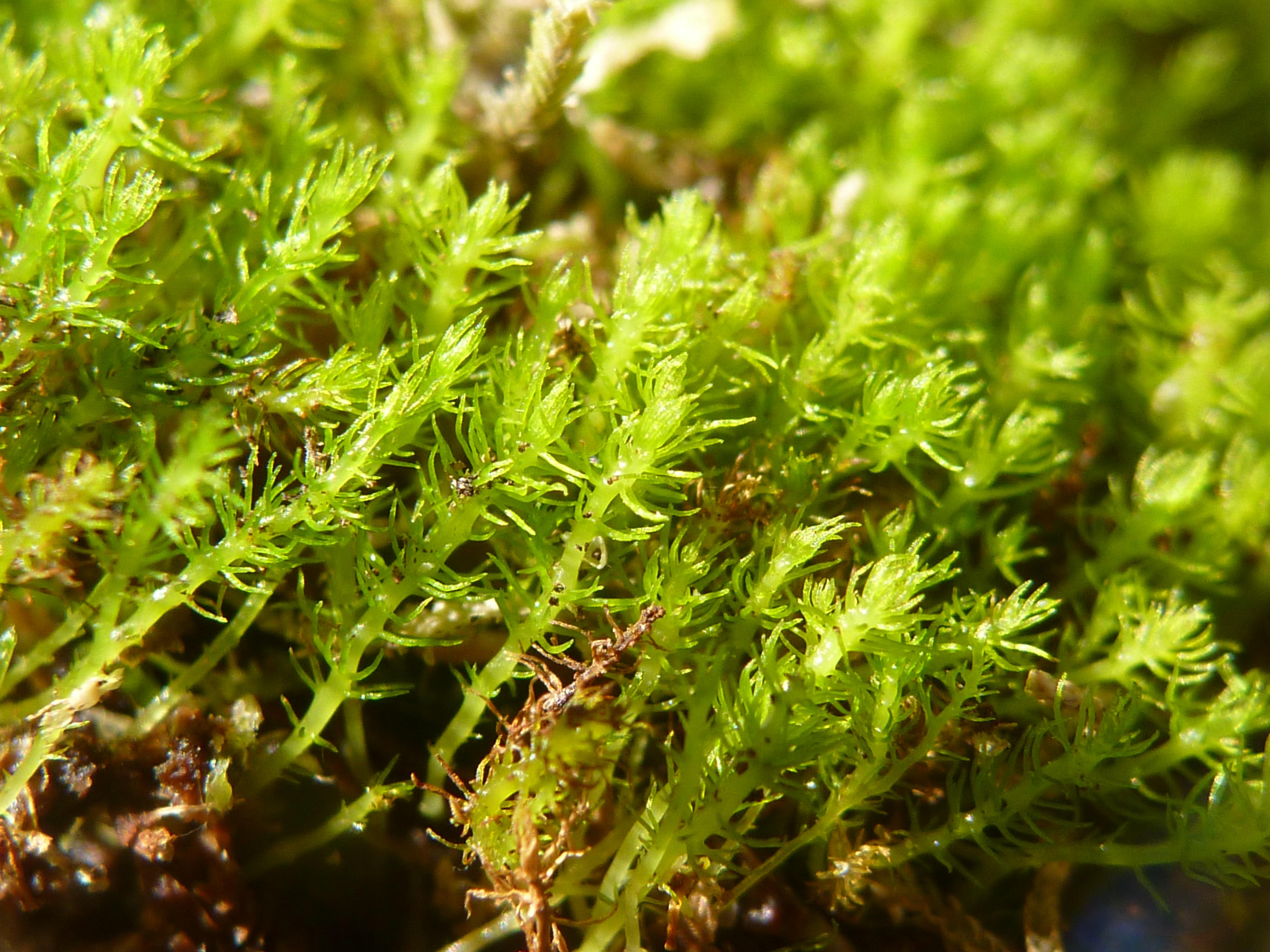 Lesser smoothcap moss (Atrichum angustatum) Care Guide: Pests, Diseases ...
