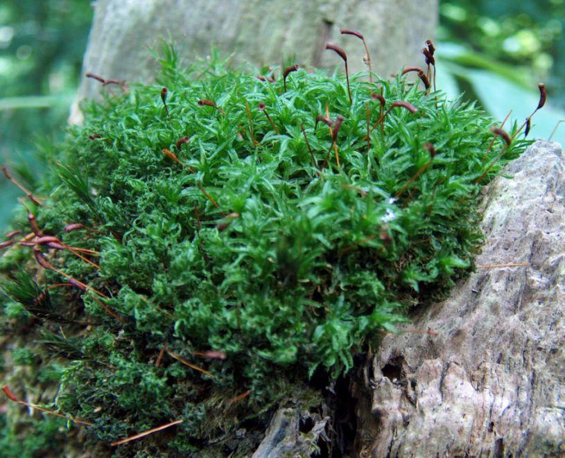 Wavy-leaved thread moss (Atrichum undulatum) Care Guide: Pests ...