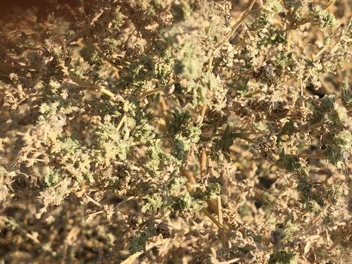 Cattle saltbush (Atriplex polycarpa) Care Guide: Pests, Diseases ...