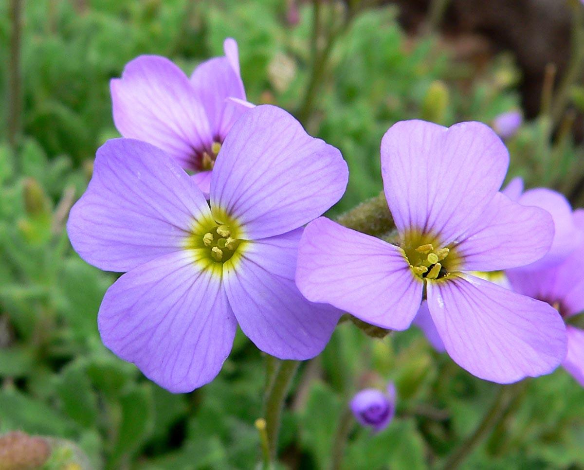 Purple rock cress (Aubrieta deltoidea) Care Guide: Pests, Diseases ...