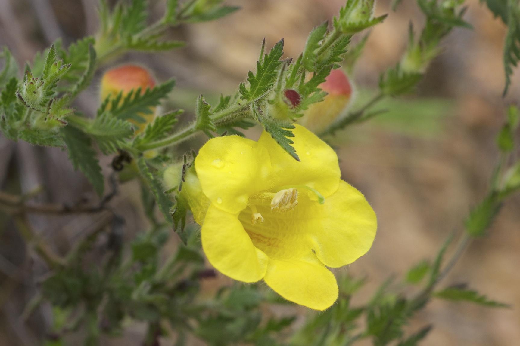 Combleaf yellow false foxglove (Aureolaria pectinata) Care Guide: Pests ...