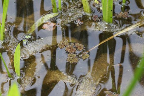 Carolina mosquito fern (Azolla caroliniana) Care Guide: Pests, Diseases ...