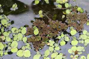 Carolina mosquito fern (Azolla caroliniana) Care Guide: Pests, Diseases ...