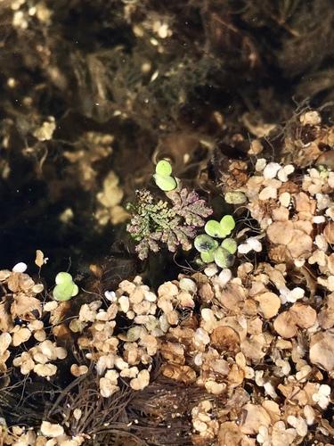Mexican mosquito fern (Azolla microphylla) Care Guide: Pests, Diseases ...