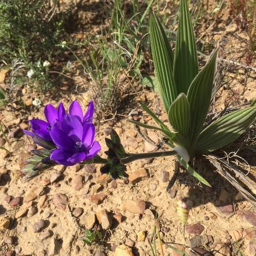 The Baboon flower Plant Advantage: Maximizing Home and Office Appeal ...