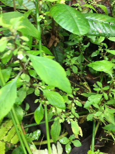 Yerba de culebra (Bacopa stricta) Care Guide: Pests, Diseases, Watering ...