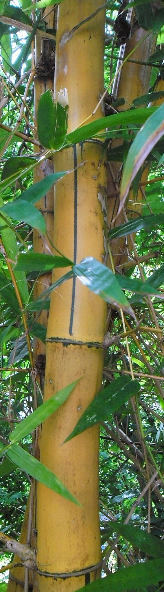 Common bamboo (Bambusa vulgaris) Care Guide: Pests, Diseases, Watering ...