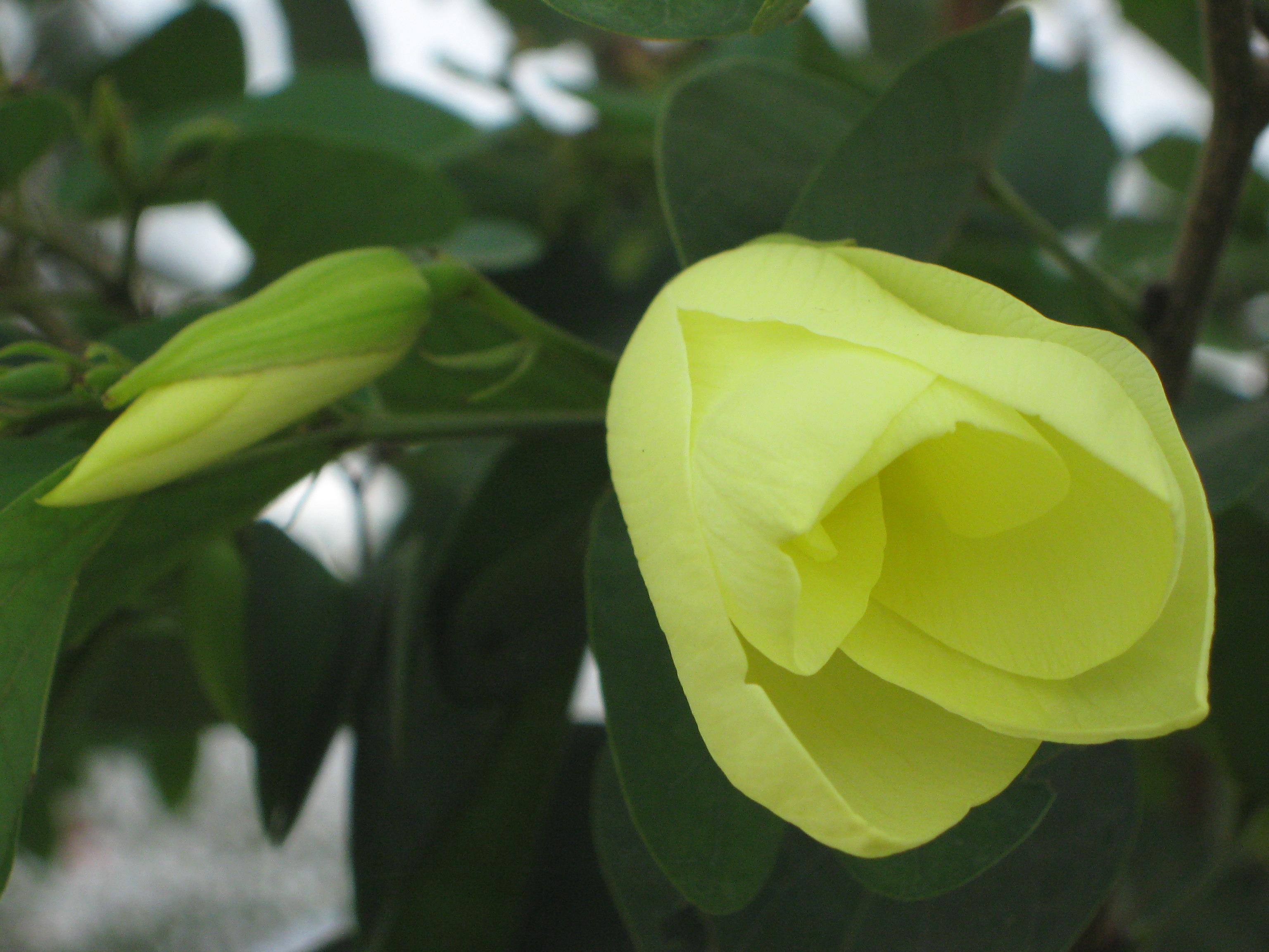St. Thomas' tree (Bauhinia tomentosa) Care Guide: Pests, Diseases ...