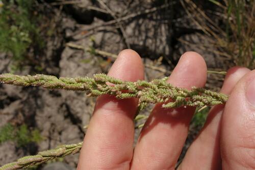 Beckman's grass (Beckmannia eruciformis) Care Guide: Pests, Diseases ...